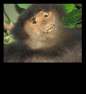 25 Pictures of the Worst Taxidermy - Dose of Funny