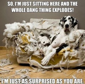 funny-dog-explode - Dose of Funny