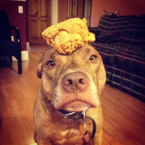 Scout the Dog Stacking Stuff on His Head is Awesome - Dose of Funny