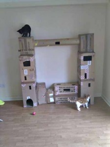 Super Cool Cat Forts - Dose of Funny