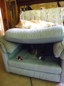 Super Cool Cat Forts - Dose of Funny