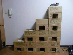 Super Cool Cat Forts - Dose of Funny