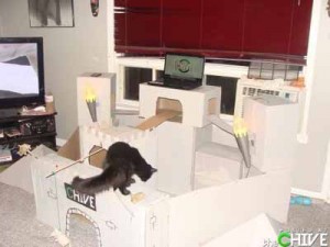 Super Cool Cat Forts - Dose of Funny
