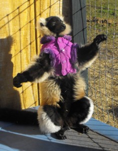 Animals in Sweaters Are So Cute It Hurts - Dose of Funny