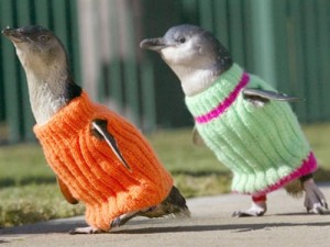 Animals in Sweaters Are So Cute It Hurts - Dose of Funny